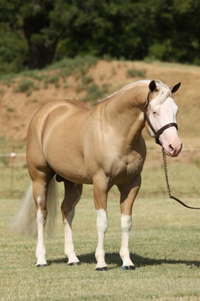 Pale Face Dunnit - Perfect Horse Auctions