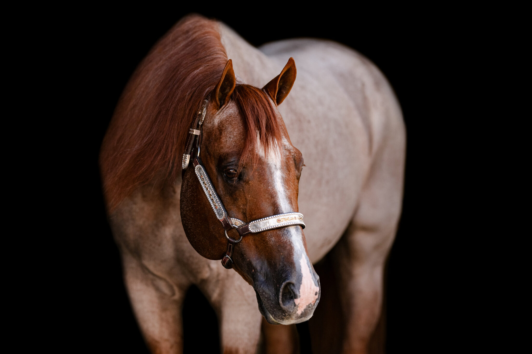 VS Code Red - Perfect Horse Auctions