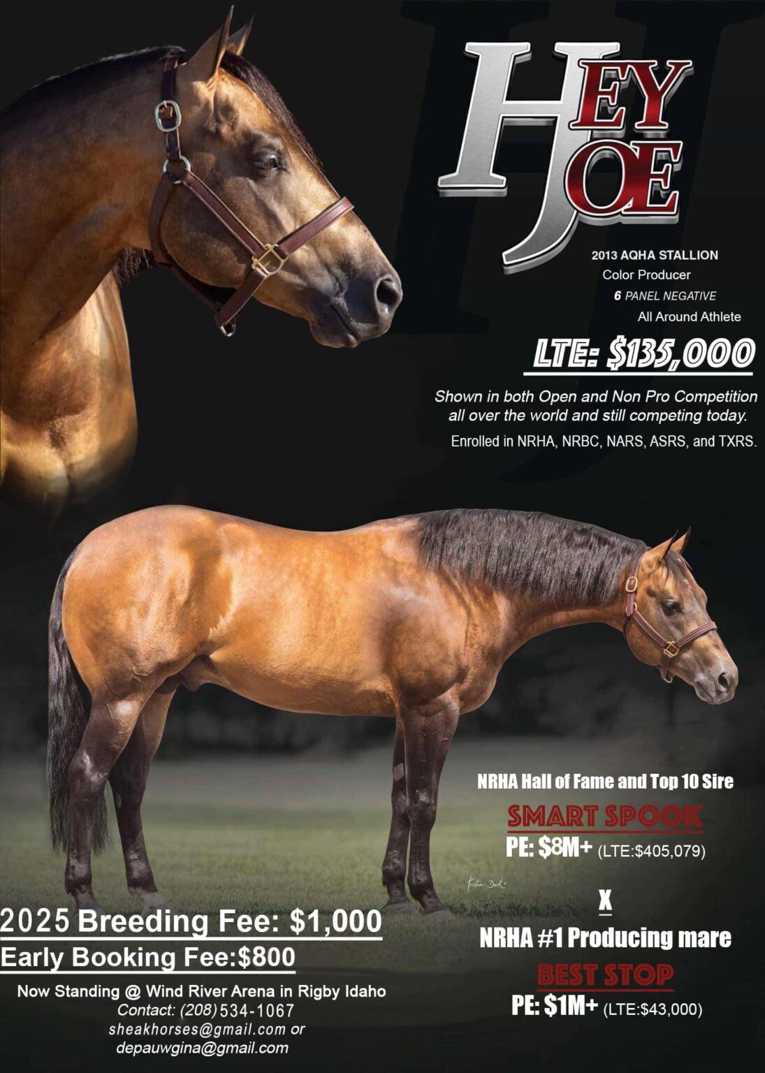 Hey Joe - Perfect Horse Auctions
