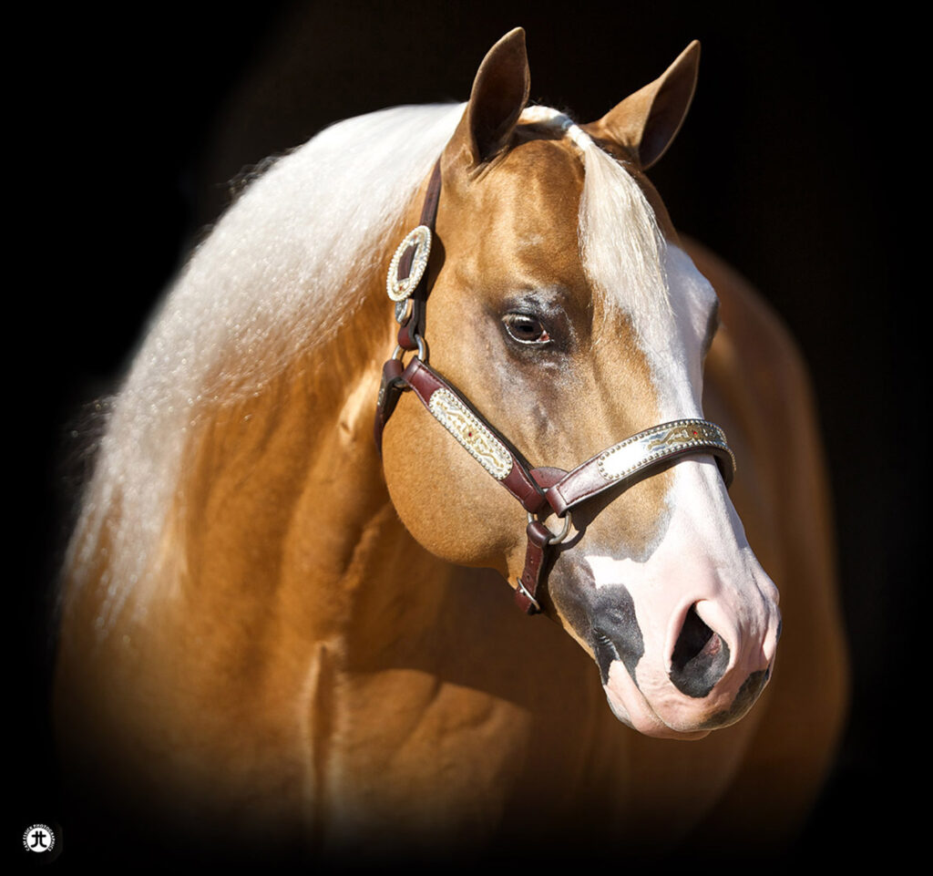 Modern Gun - Perfect Horse Auctions