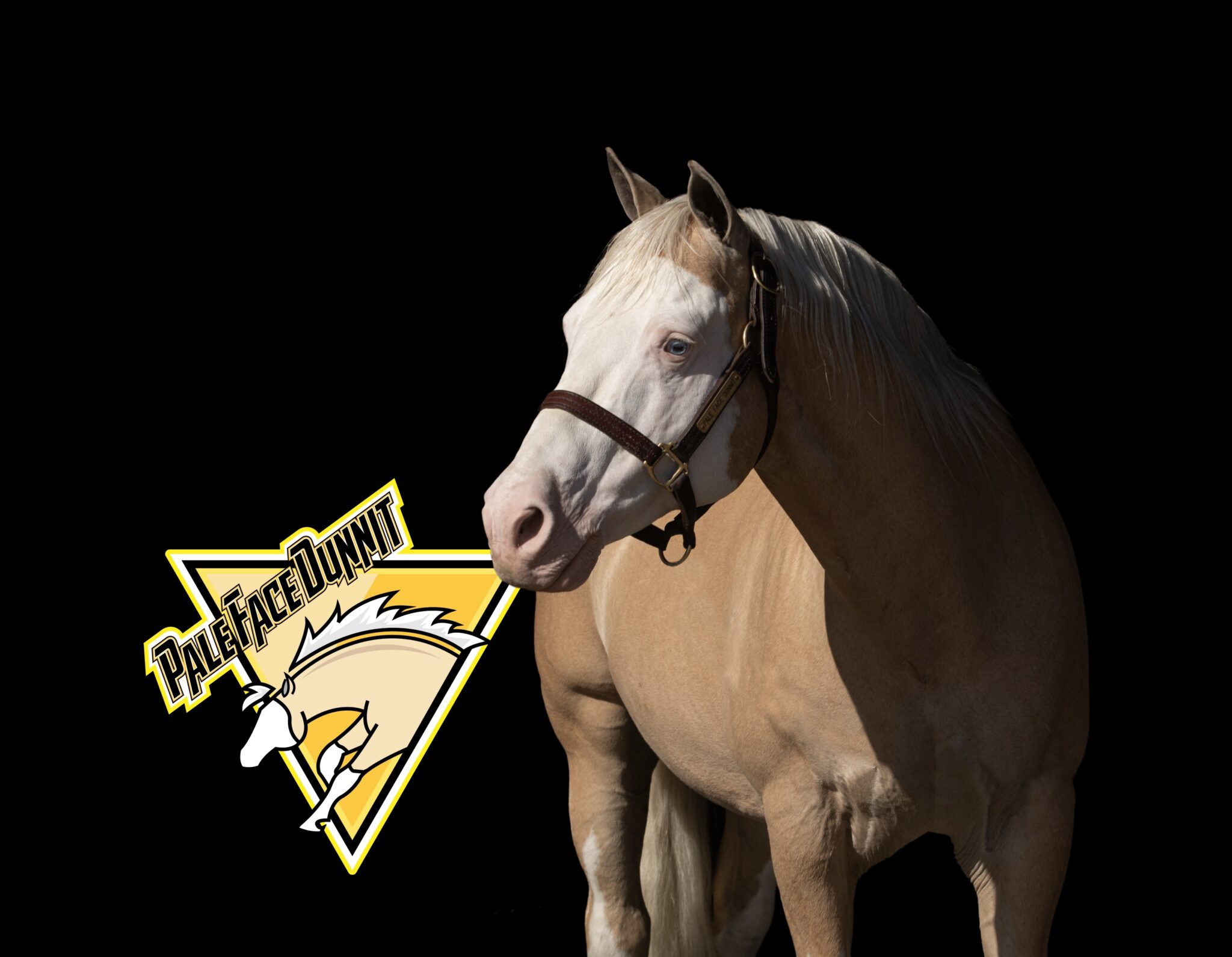 Pale Face Dunnit - Perfect Horse Auctions