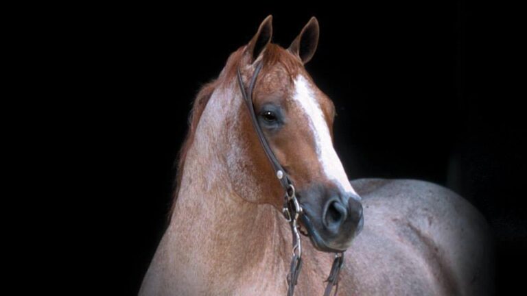 Peptoboonsmal - Perfect Horse Auctions