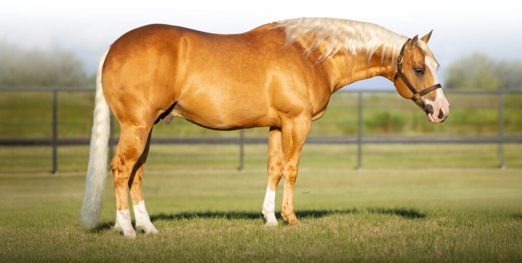 Modern Gun - Perfect Horse Auctions
