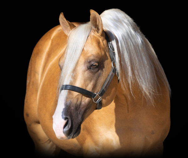 PS MEGA SHINE CHIC - Horse & Stallion Auctions Online