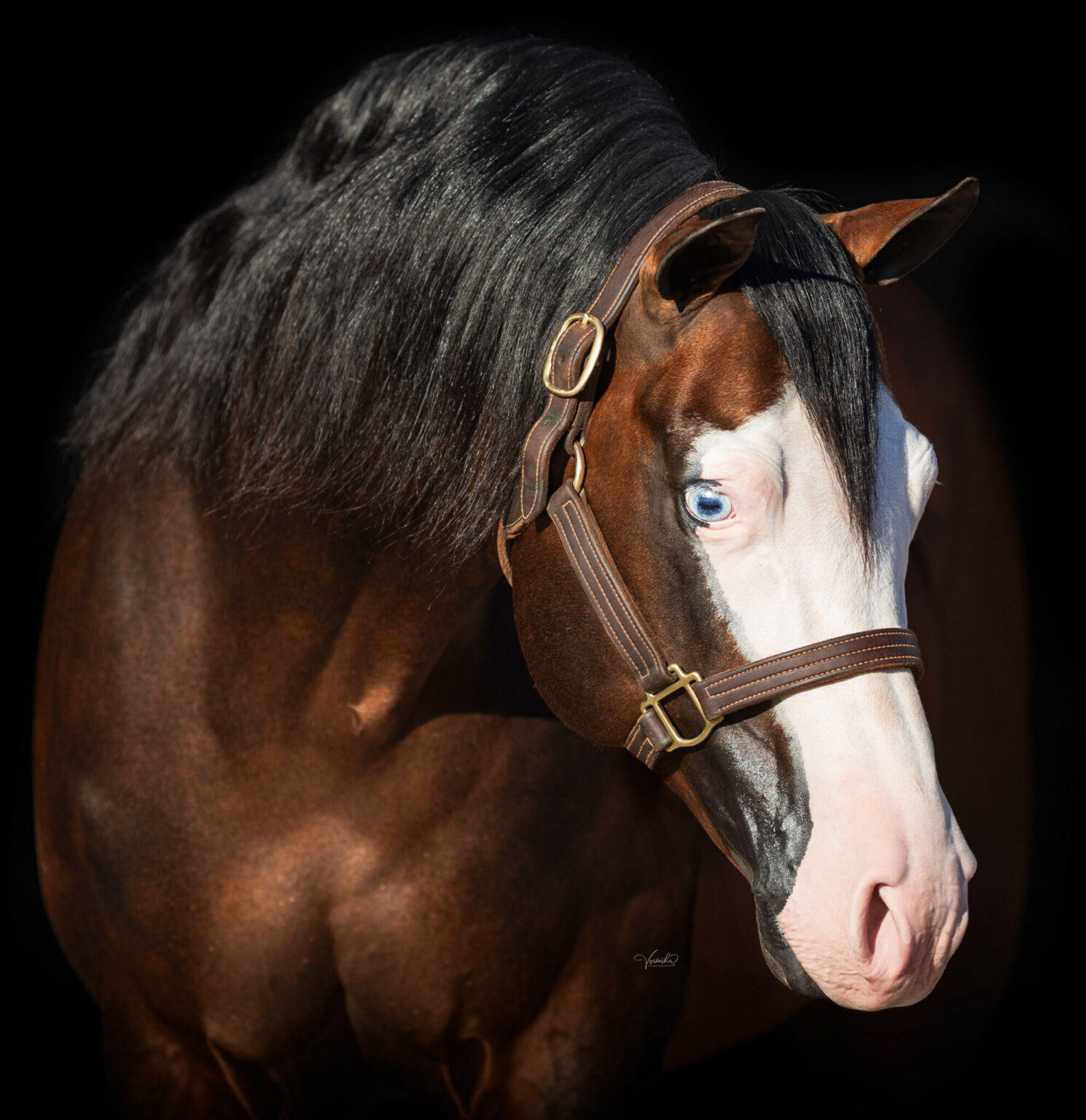 Tricked Out Spook - Perfect Horse Auctions