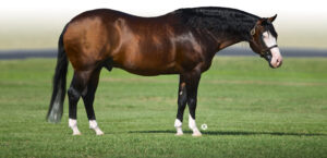 Tricked Out Spook - Perfect Horse Auctions